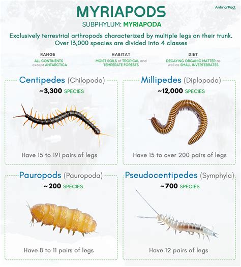 Myriapods Examples Characteristics Habitat And Classification