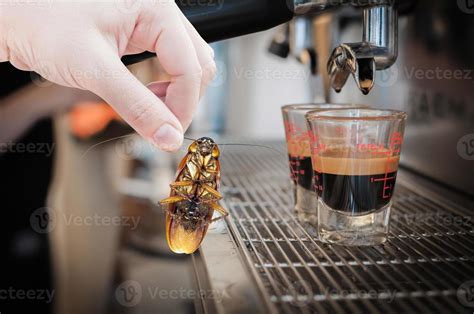 Womans Hand Holding Cockroach On Coffee Machine Fresh Background Eliminate Cockroach In Coffee