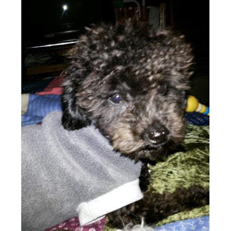 Simón El Bebé De Mamá