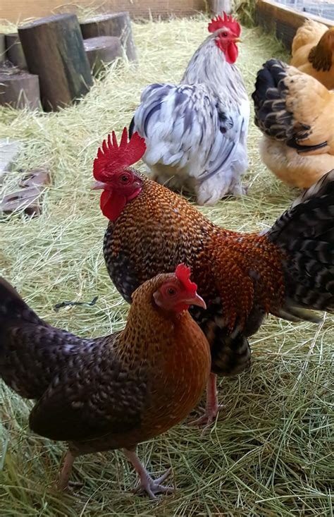 Assorted Purebred Bantam Chicken Special Cackle Hatchery®