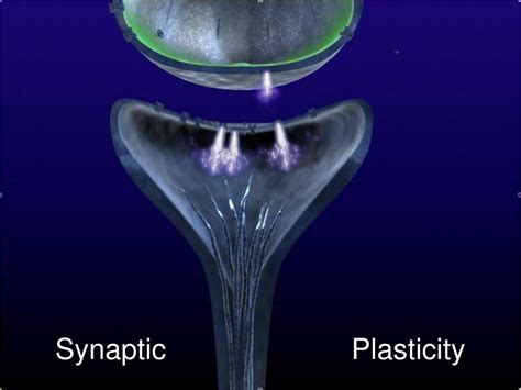 PPT Synaptic Plasticity PowerPoint Presentation ID
