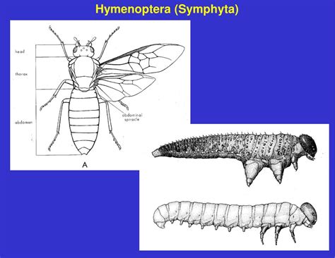 Ppt Order Hymenoptera Powerpoint Presentation Free Download Id7046211
