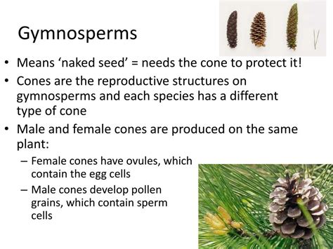 Ppt Plant Reproduction Seed Plants Powerpoint Presentation Free Download Id 3099060