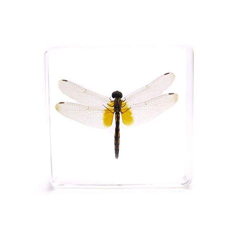 Real Life Science Specimens Dragonfly Almicroinstruments