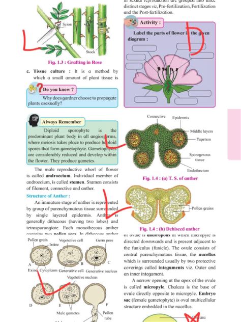 Biology Hsc Board Important Diagrams 2025 Pdf
