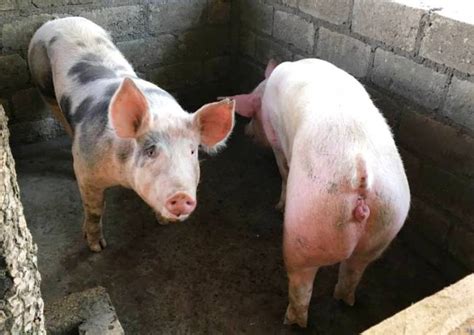 Hibridación En Cerdos Razas Porcinas Producción Porcina