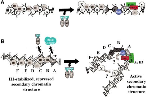Formation Of Higher Order Secondary And Tertiary Chromatin Structures