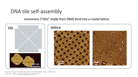 Algorithmic Self Assembly With Dna Tiles Tutorial Ppt Download