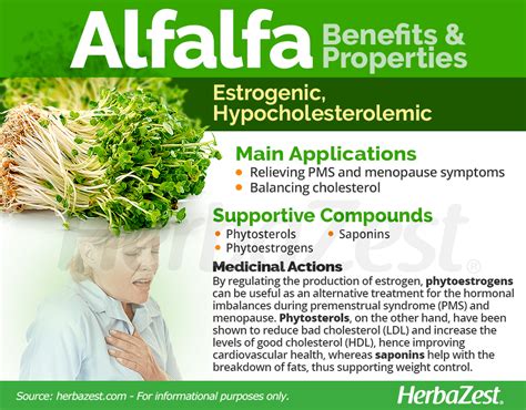Alfalfa Health Benefits