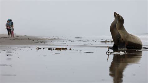Sea Lions Are Attacking People In The Waters Off Californias Coast