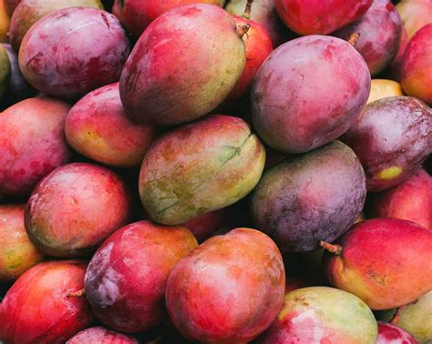Mango Labeled Image Dataset Imagescv