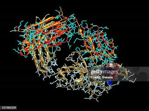 Enzyme Structure Photos And Premium High Res Pictures Getty Images