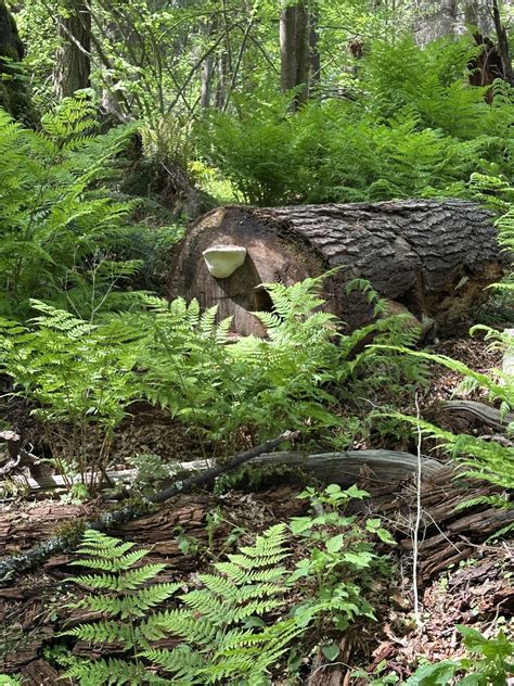 The Structure Of The Gsj Program Gsj Graduate Handbook 2025 26