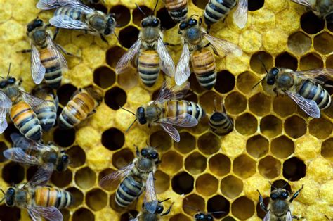 60 Bee Statistics That Will Blow Your Mind
