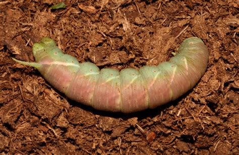 Sphingidae Larvae