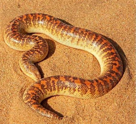Arabian Sand Boa Facts Description Diet And Pictures