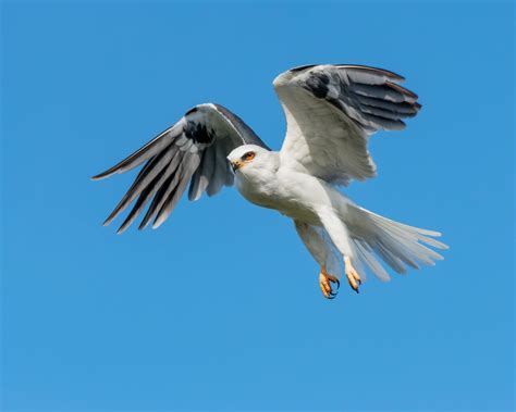 White Tailed Kite — Sacramento Audubon Society
