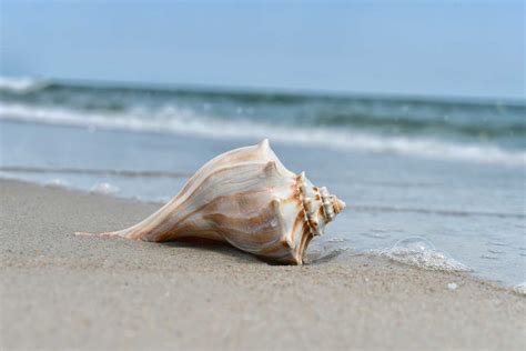 What Does A Conch Shell Symbolize At Timothy Charles Blog