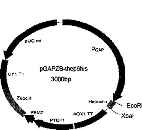 Antibiotic Peptide Gene And Its Yeast Expression Carrier Eureka Patsnap