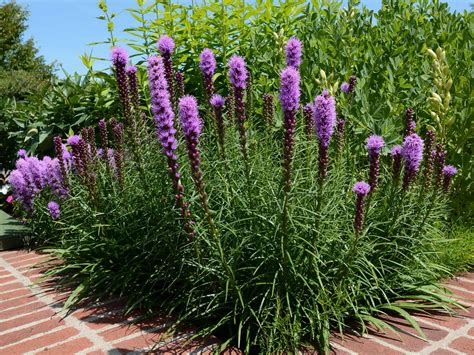Liatris Spicata Purple Garden Plants Online
