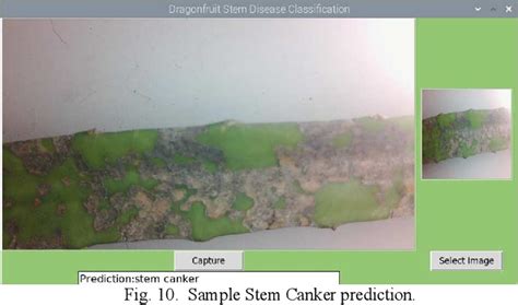 Figure 10 From Classification Of Common Stem Based Dragon Fruit