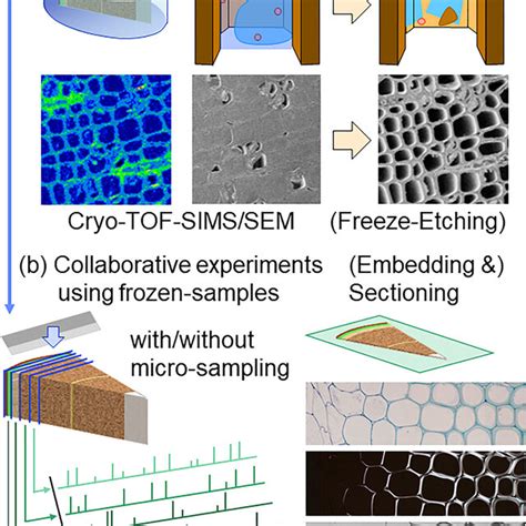 Schematic Illustrations Of A Tof Sims Measurements And B Secondary