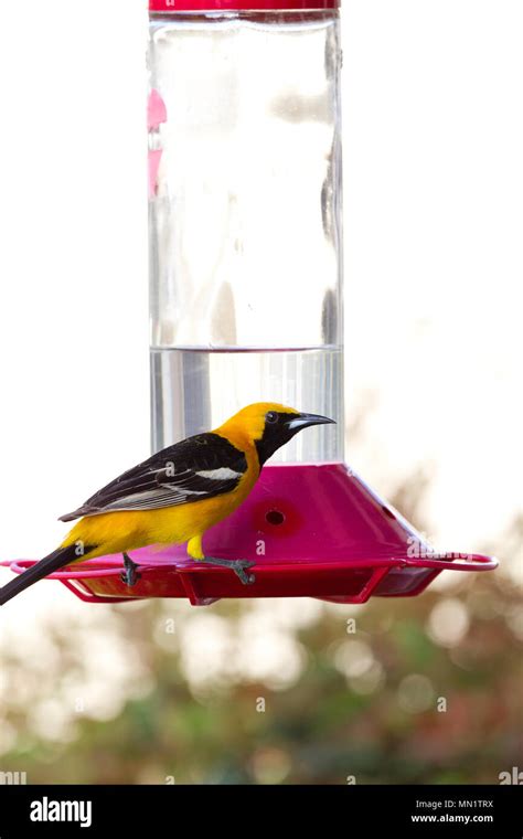 Hummingbird And Oriole Bird Feeders At George Redden Blog