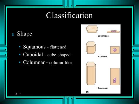 Chapter 5 Tissues Ppt Download