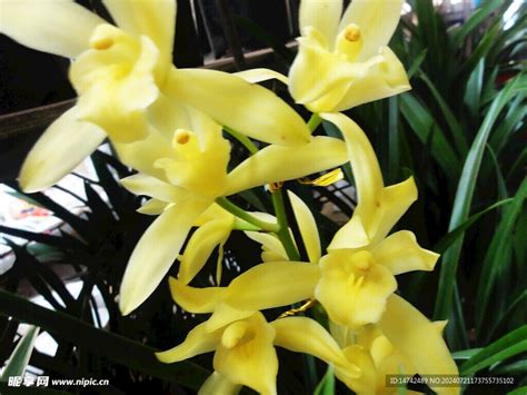 兰花摄影图花草生物世界摄影图库昵图网