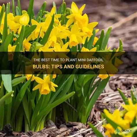 The Best Time To Plant Mini Daffodil Bulbs Tips And Guidelines Shuncy