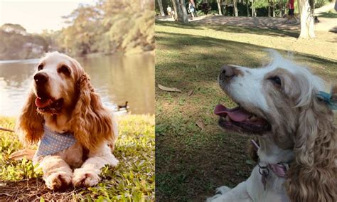 O Cocker Spaniel Inglês Bicho Amigo