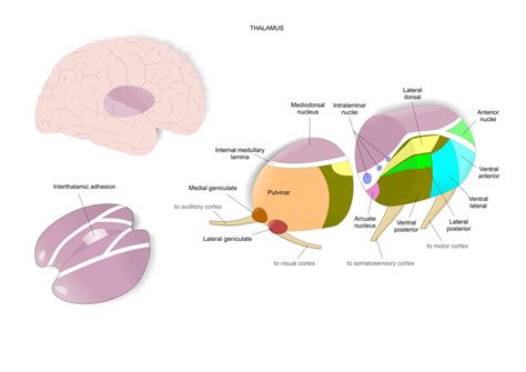 Relaying The Information To The Thalamus At Meghan Miller Blog