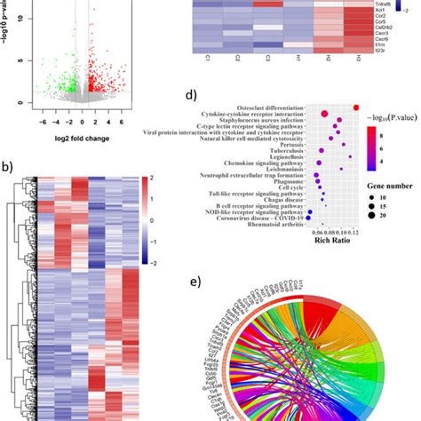 RNAseq Analysis Of Mouse Lung Tissues Immunized With PSpike PP SNp A