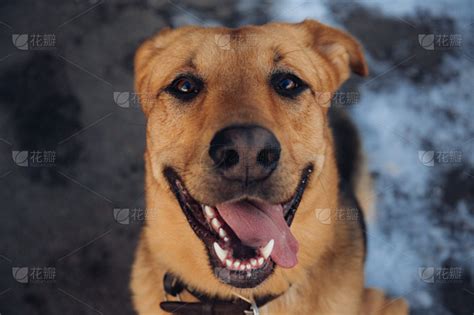 可爱的狗户外混血儿纯种犬杂种猫雪狗链食品肖像
