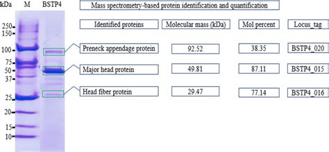 Sds Page Analysis And Lc Ms Ms Protein Identification Green Box Of Download Scientific