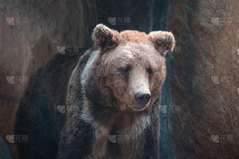 一只成年熊从一个山洞里爬出来。