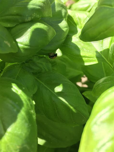 Ladybug Zombie 🧟‍♀️🐞i Found This Ladybug Over A Cocoon On My Basil Leaf I Thought It Was It