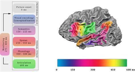 Speech Production Model Displayed Are Cognitive Stages Left And