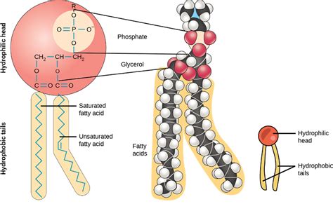 Phospholipid Definition And Examples Biology Online Dictionary