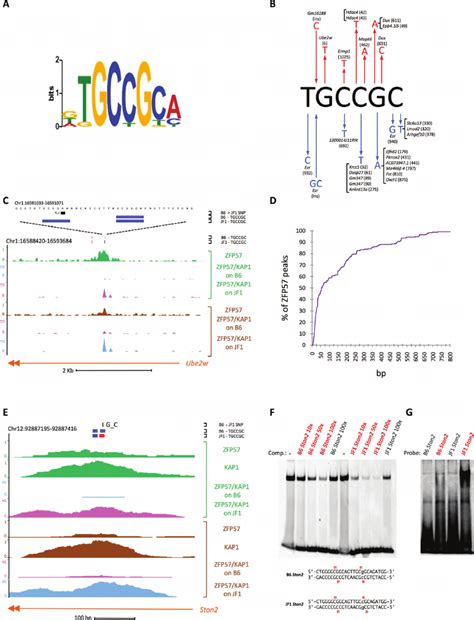 Identification Of The Sequence Determinants For Zfp57 Binding A Download Scientific