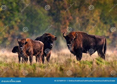Wildlife In Europe Bison Herd In The Autumn Forest Sunny Scene With