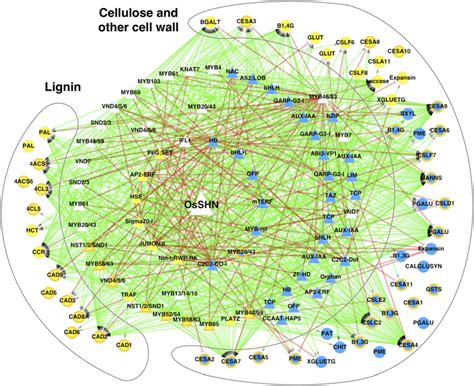 Coexpression Network Analysis And Model Of Cell Wall Synthesis In Rice Download Scientific