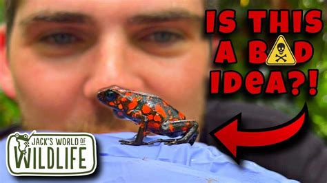 Touching A Poison Dart Frog Is It Safe Vital Frog