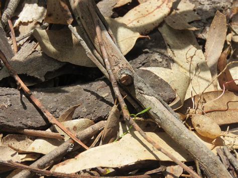 Common Gumleaf Grasshopper In December 2021 By Josh Magro · Inaturalist