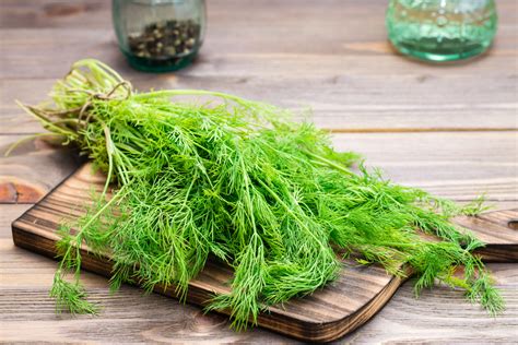 Introduction To Dill Food Gardening Network
