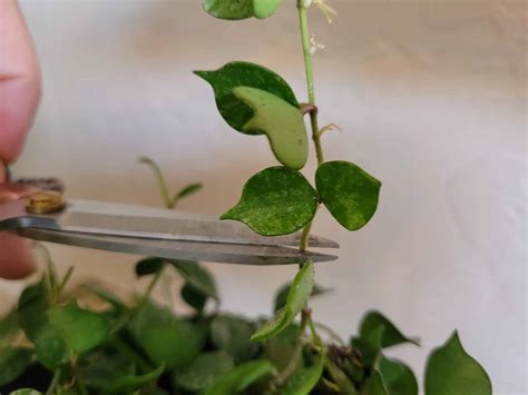 How To Propagate Hoya Curtisii Step By Step With Pictures