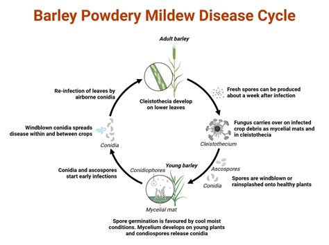 Powdery Mildew Causes Symptoms Disease Cycle Treatments
