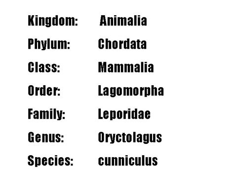 Kingdom Animalia Phylum Chordata Class Mammalia Order Lagomorpha