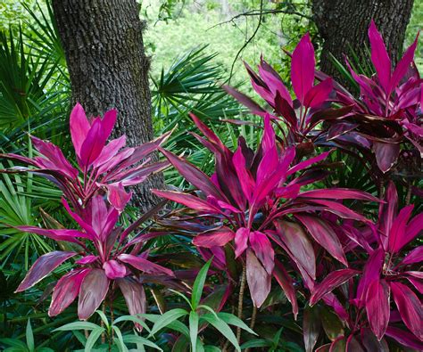 How To Grow A Hawaiian Ti Plant Advice From Horticultural Pros Homes