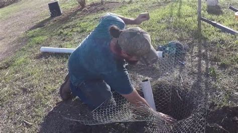 What Is A Gopher Tree At Alesia Lehr Blog